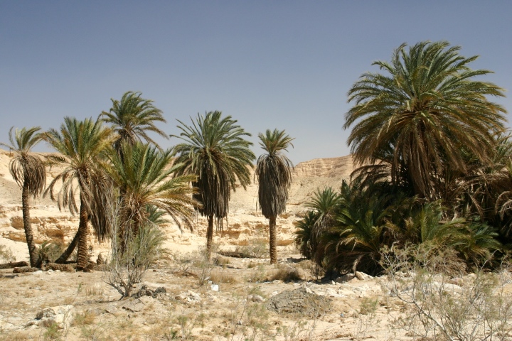 The Lord Reigneth: They journeyed from Marah and came to Elim