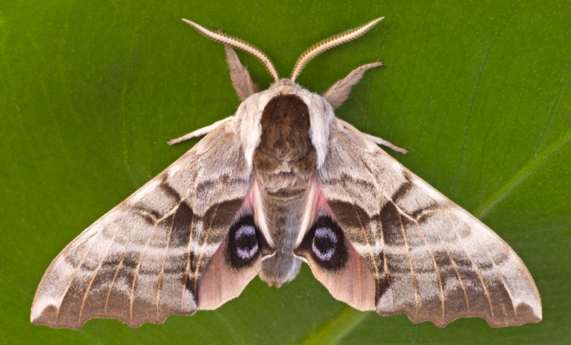 Moths of Calgary