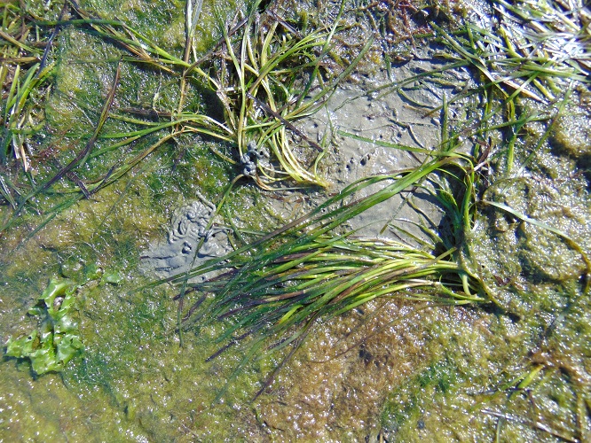 Wild Flowers of Wexford: Zostera marina (Eelgrass) a new site at Bannow Bay
