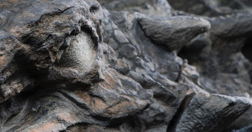 Amazing And Incredible The Mummy Of Nodosaur Dinosaur”