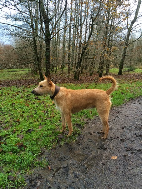 Planet Sam: About Sam