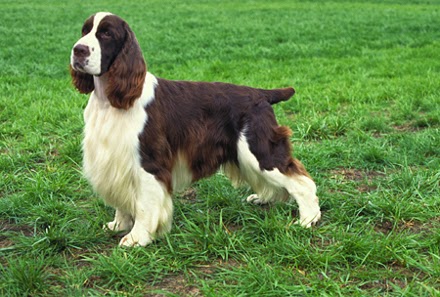 La Raza del Springer Spaniel Inglés | Blog Perro