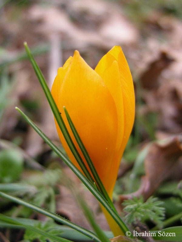The Country Of Crocuses: Crocus mouradii