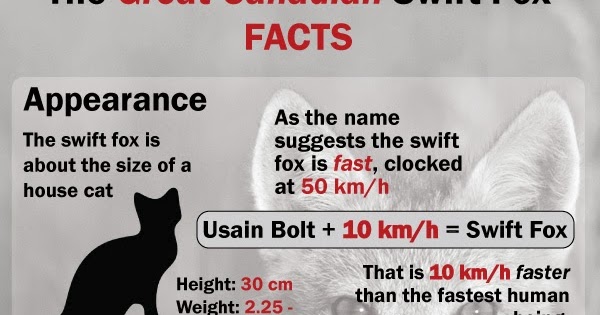 Spokesmama: Infographic: Canadian Swift Fox Facts