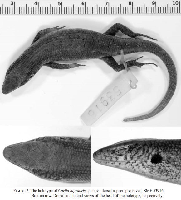 Species New to Science: [Herpetology • 2010] Carlia nigrauris • An ...