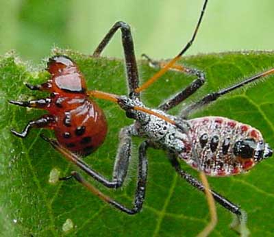 Assassin bug ~ Animals World