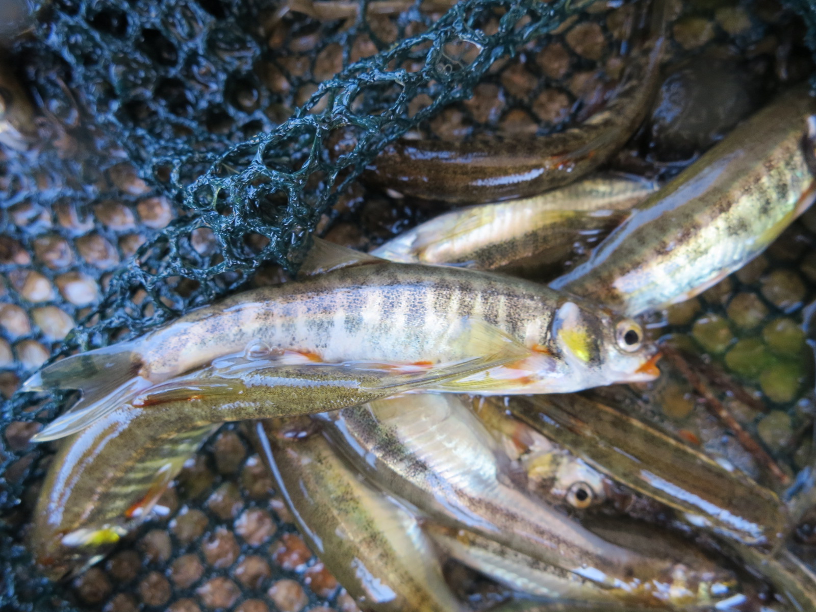 La Natura a la Baixa Tordera: El Barb roig (Phoxinus bigerri) s'escampa ...