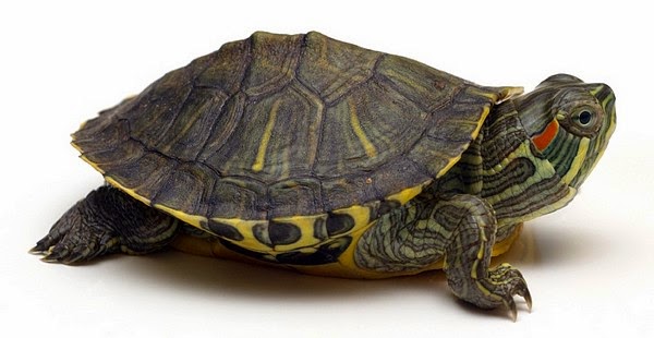 Medio Ambiente Hellín: Tortugas de Florida