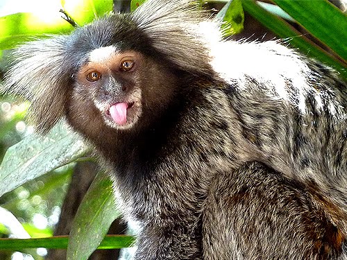 Mundo Colorido!: Animais do livro