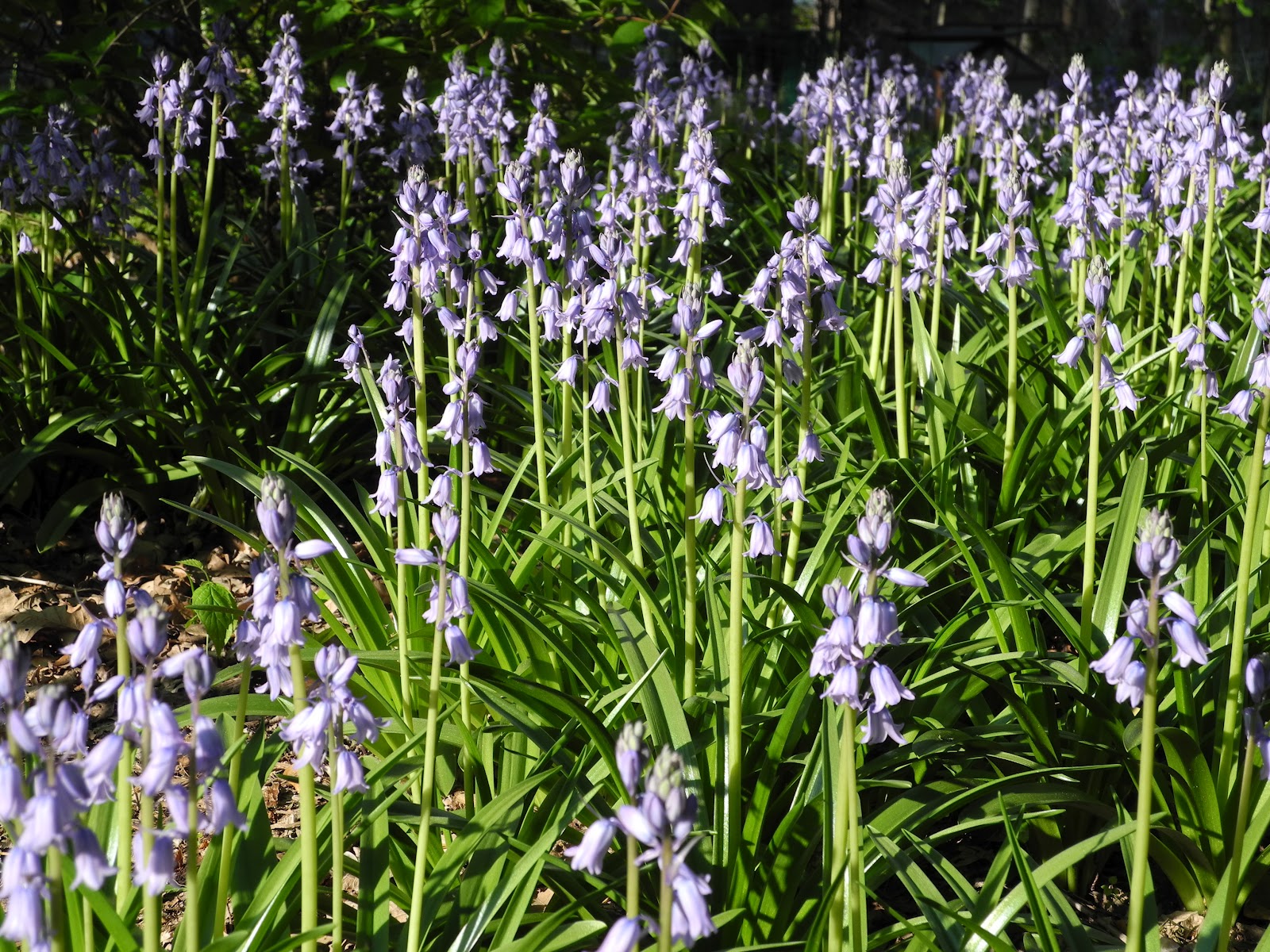The Phytophactor: English bluebells from Brooklyn