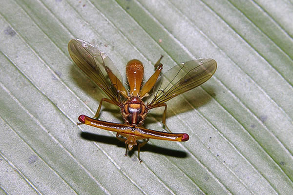 Insectos Mas raros del mundo