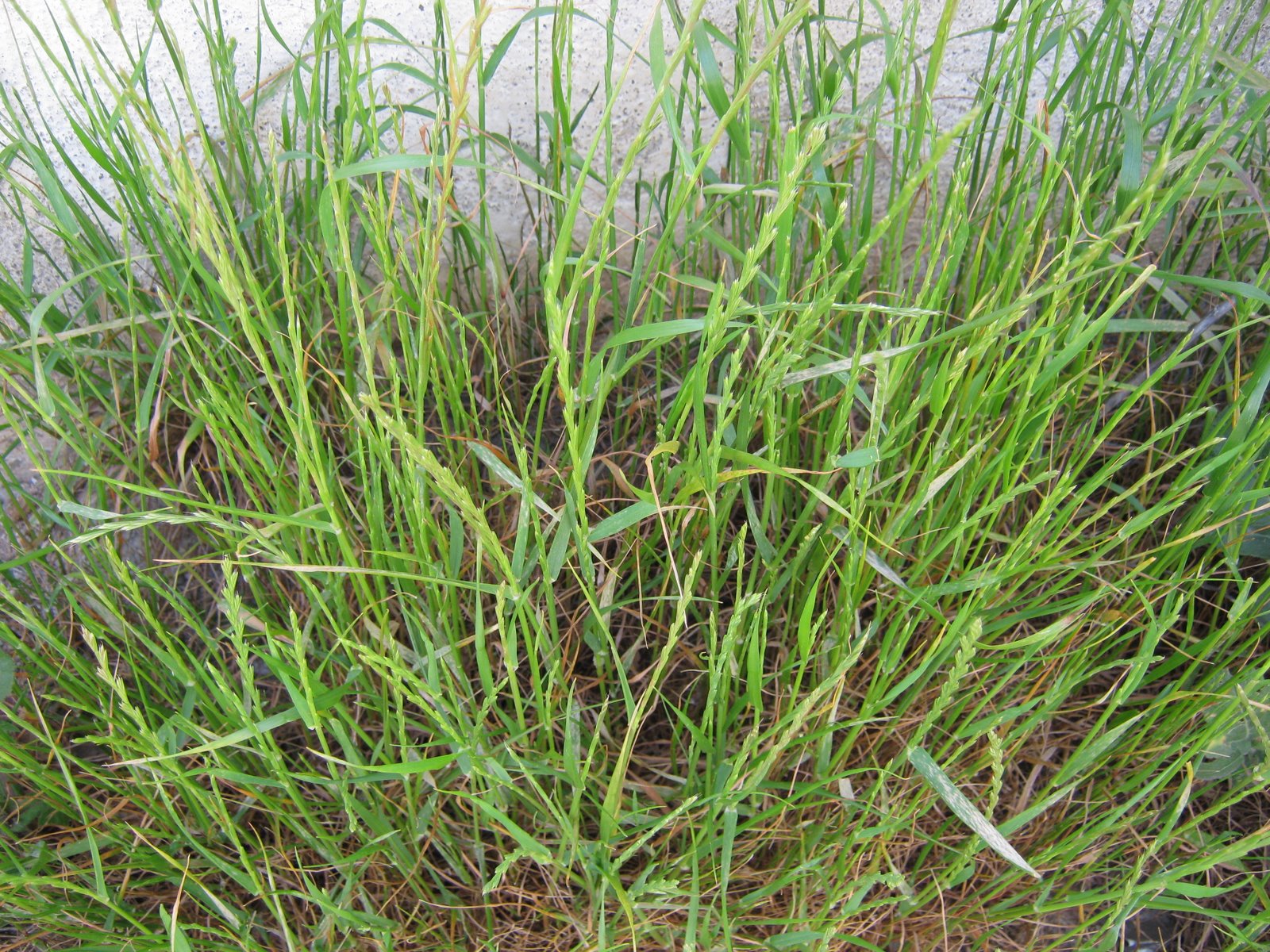 castellardesantiago.org: Ballico