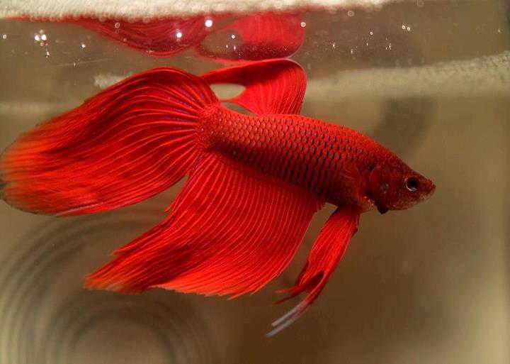 COISAS DE IARINHA: A LENDA DO PEIXINHO VERMELHO - POR ANDRÉ LUIZ