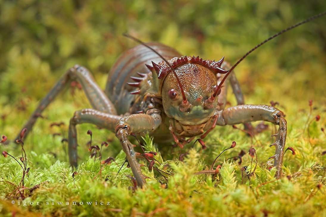 O Livro da Natureza: Grilos