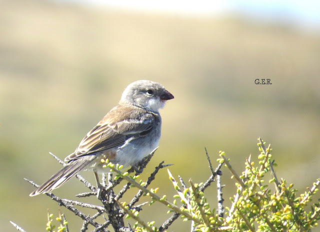Aves del Golfo San Jorge: Diuca común (Diuca diuca)
