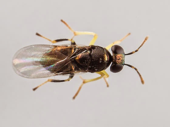 Bug Eric: Hackberry Psyllids: A Fixture of Fall