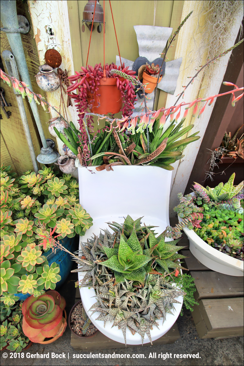 Sip and shop at the Succulent Café