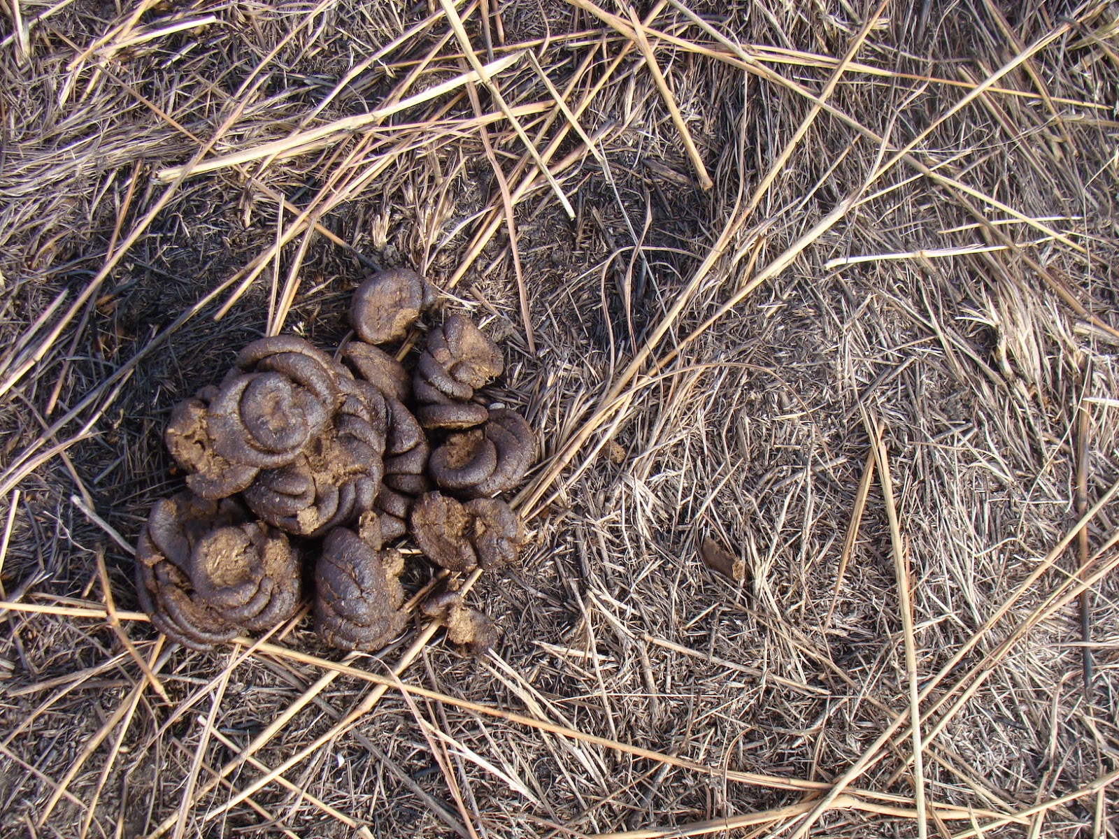 Tallgrass Prairie National Preserve | Day Drunk: Tallgrass Prairie ...