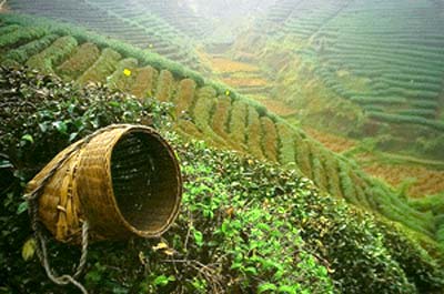 Chalsa-“Queen of Duars” | Dooars Ecoviillege