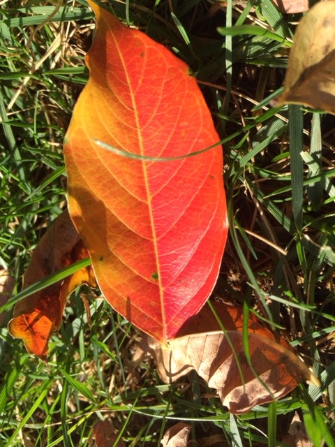The Leaf.
