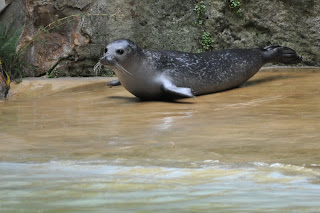 ZOOTOGRAFIANDO (6.100 ANIMALS): FOCA COMÚN O MOTEADA / HARBOUR SEAL ...