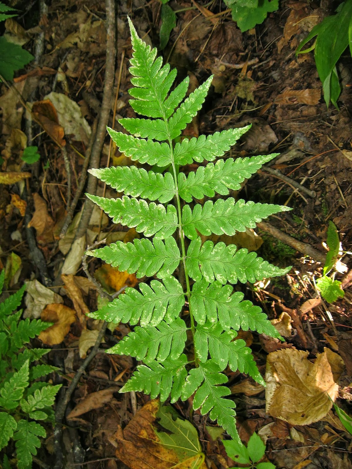 Tangled Web: The Ferns of the East
