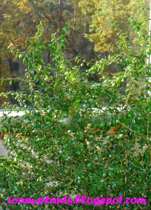 Plant's the soul of your flat: A myrtle care: How to grow Myrtus ...