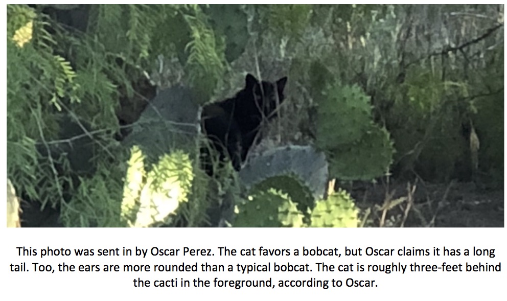 Texas Cryptid Hunter: New Black Panther Sightings in Texas