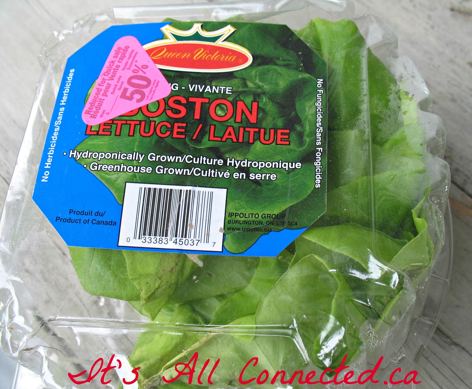 It's All Connected: Indoor Gardening