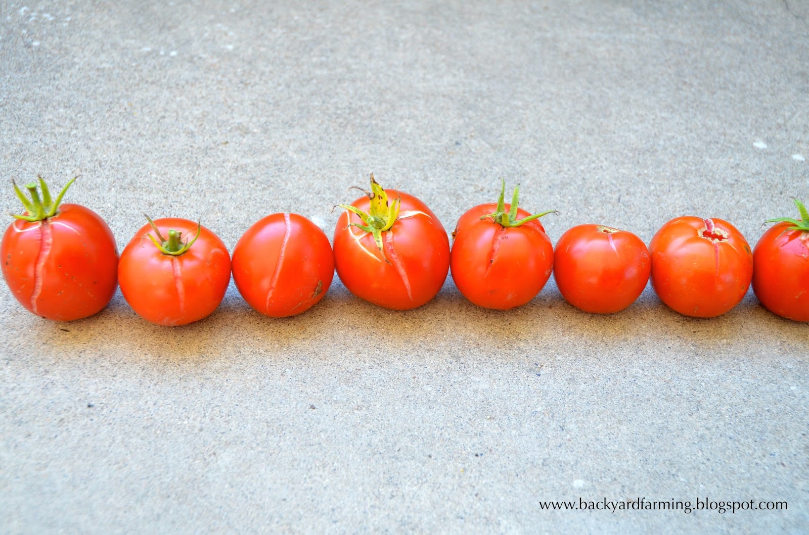 Backyard Farming: Check tomatoes for damage after heavy rains