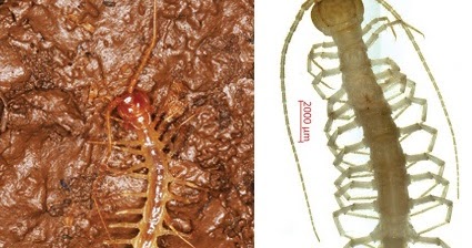 Species New to Science: [Chilopoda • 2018] Australobius ...