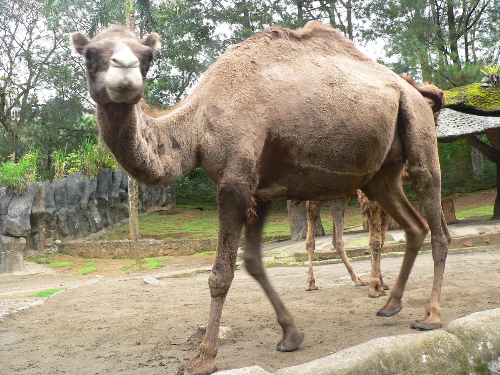 55+ Gambar Hewan Burung Unta, Inspirasi Terbaru!