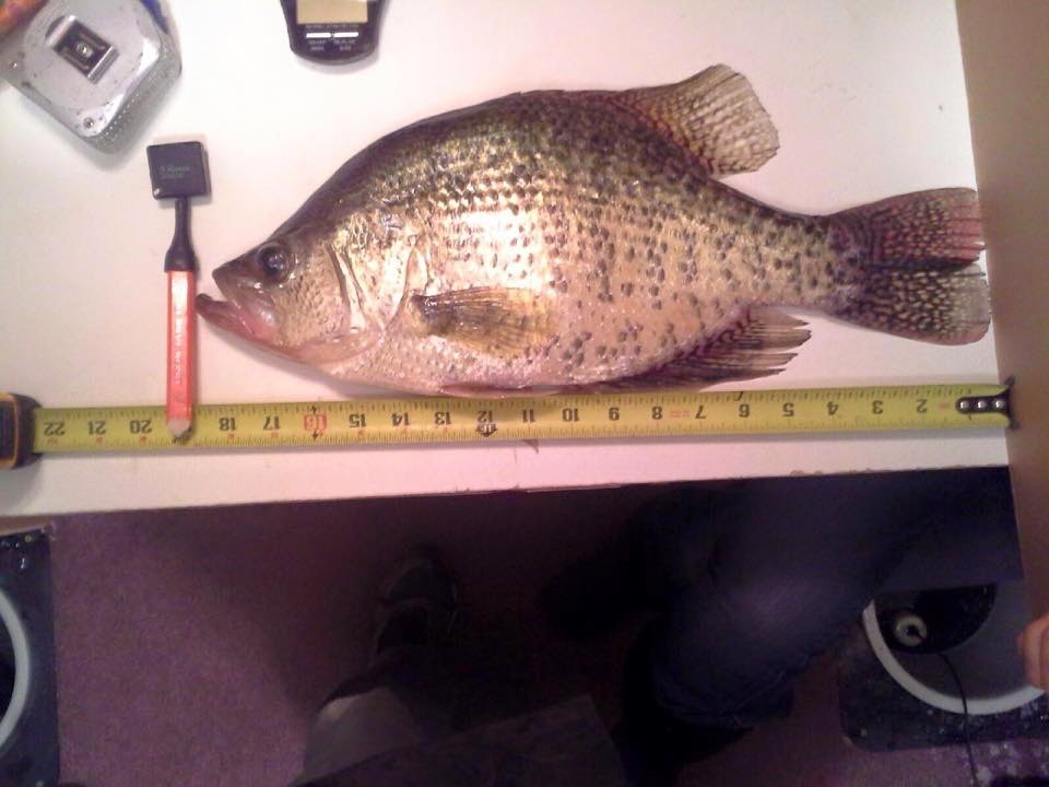 In Towne Marina News Feed: Huge Crappie weighed in. Check out the pics!