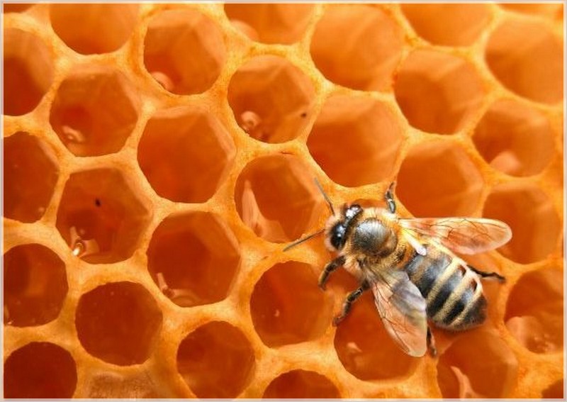 BAMBINO: PETITE ABEILLE