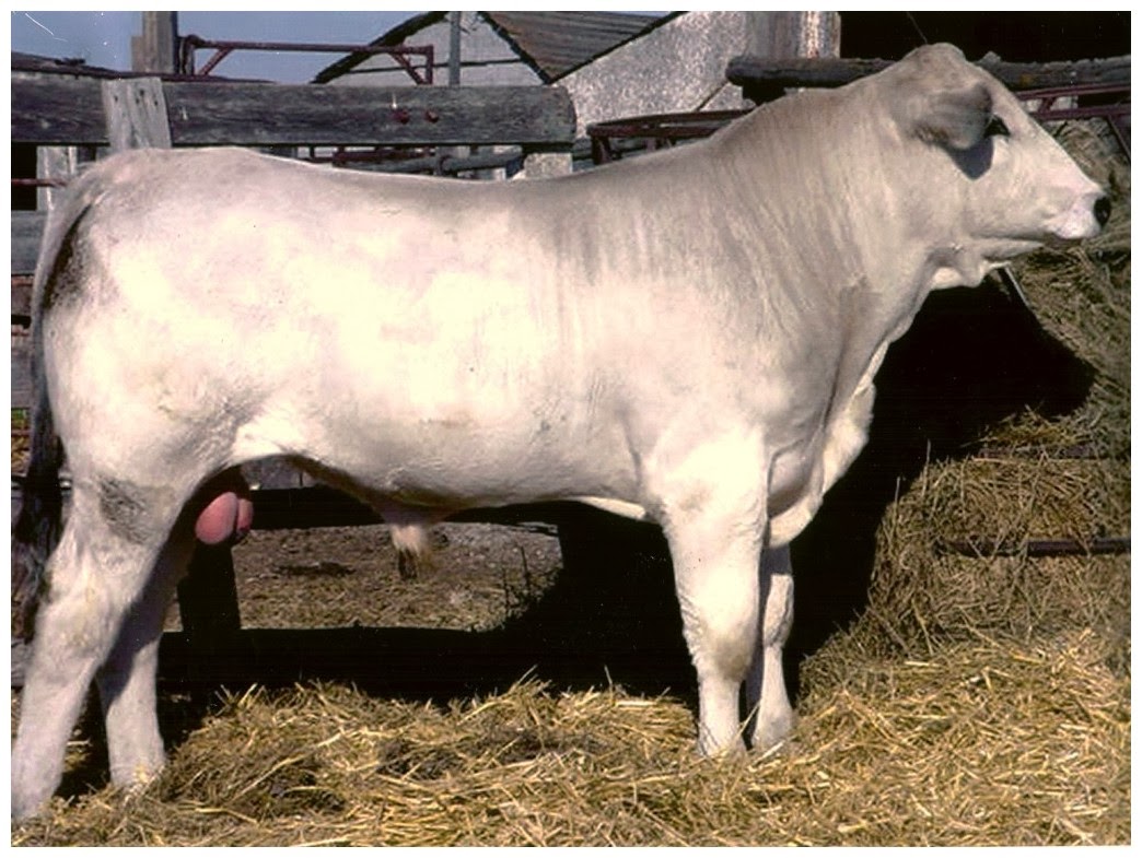 Generalidades de la Ganadería Bovina.: Chianina