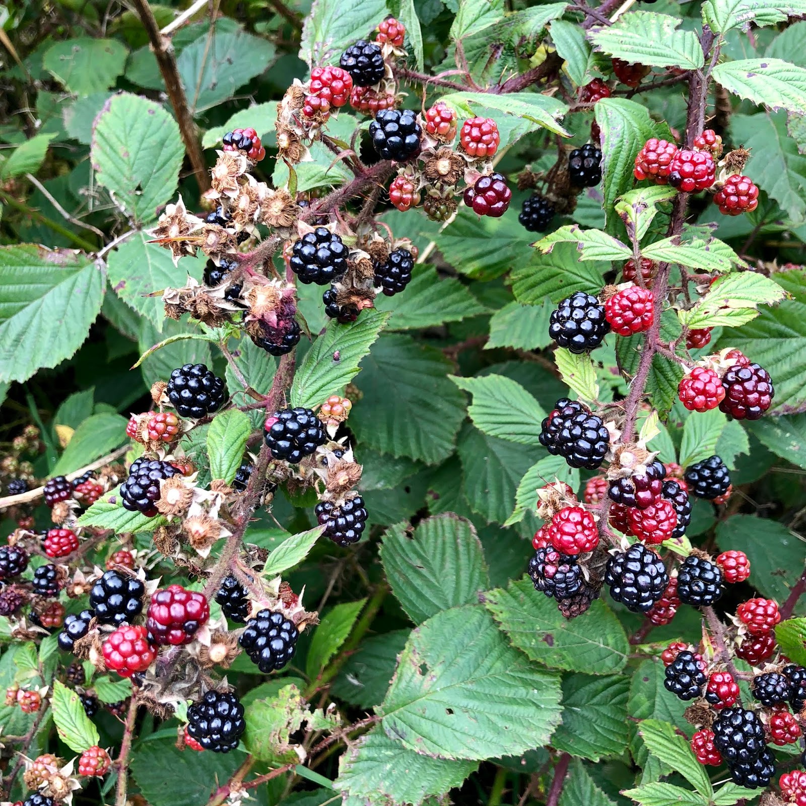 Banana, Bramble and Almond Traybake - Gluten Free | Foodie Quine ...