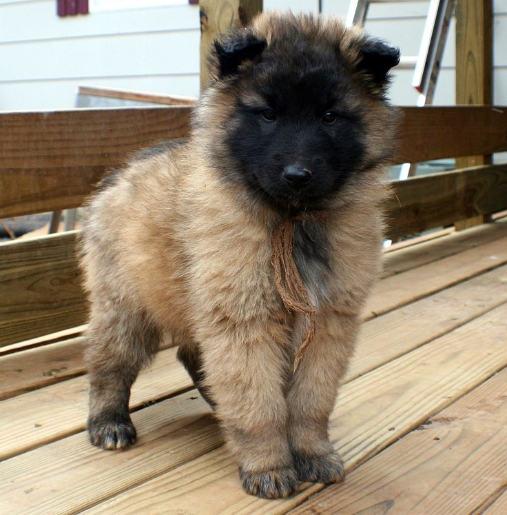 Everything about your Belgian Tervuren - Luv My Dogs