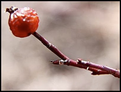 Fruit Tree Bud Study