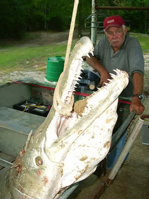 Big Fishes of the World: GAR ALLIGATOR (Atractosteus spatula)