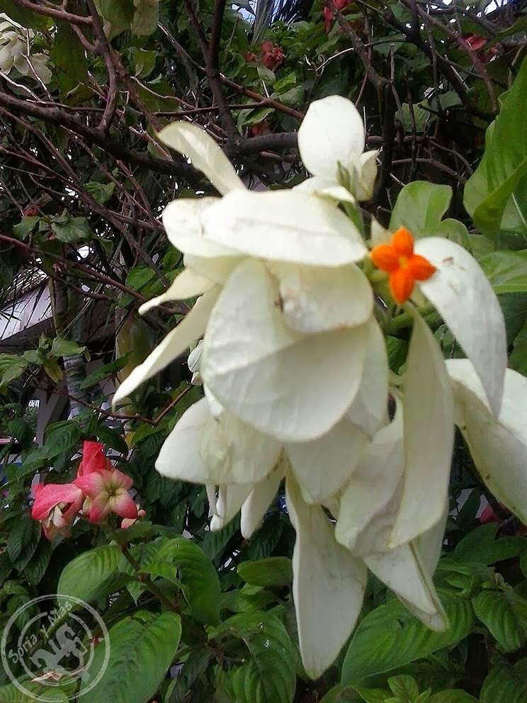 Tajueko: Algunas flores de Nicaragua