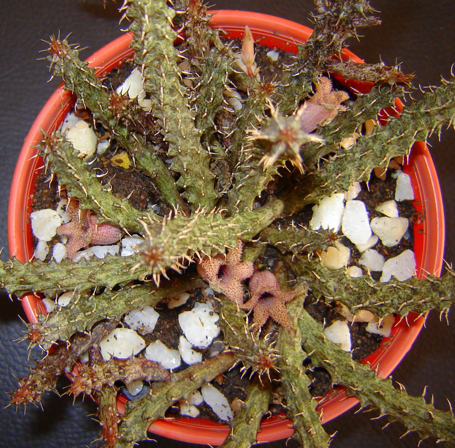 tutuna mituna: Stapelianthus