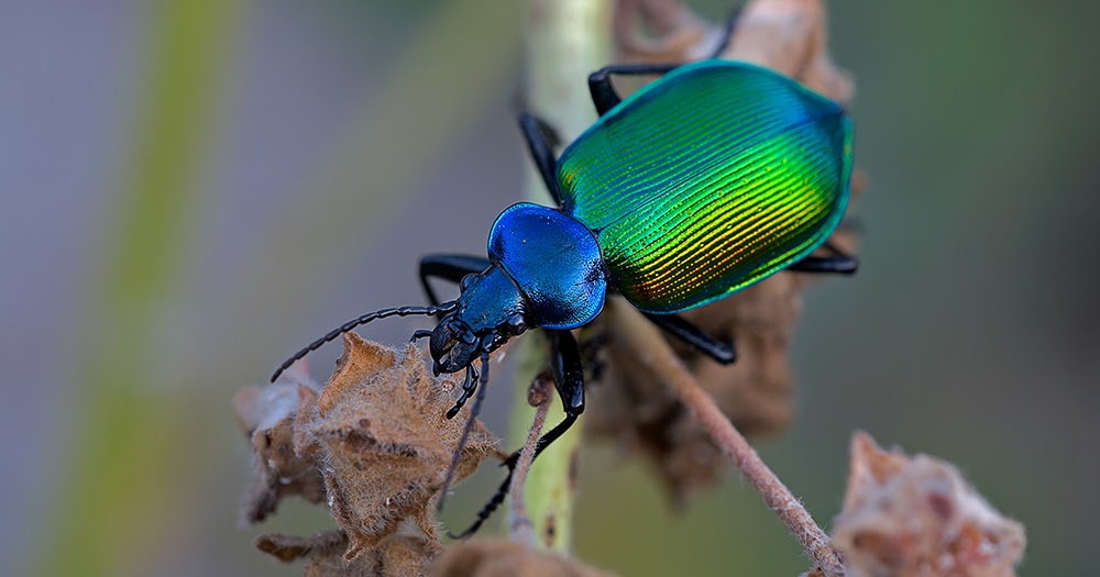 Variety of Life: Carabinae