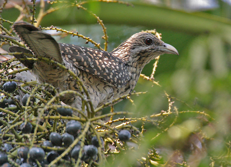 Asian Koel