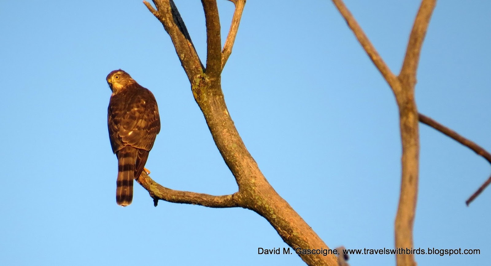 Travels With Birds: A Choir of Starlings