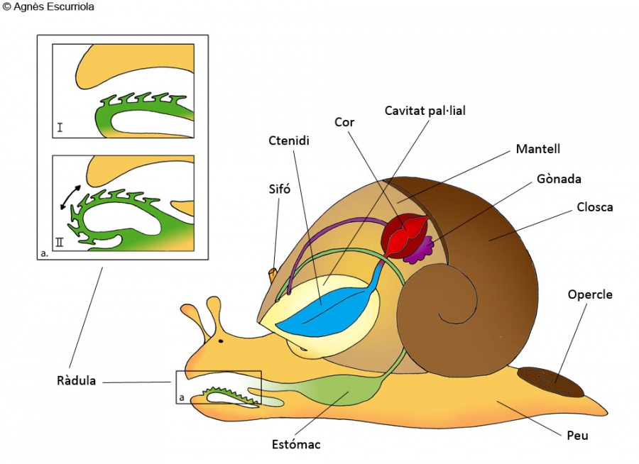 Biología 1ero secundaria 2016: Imágenes: Moluscos