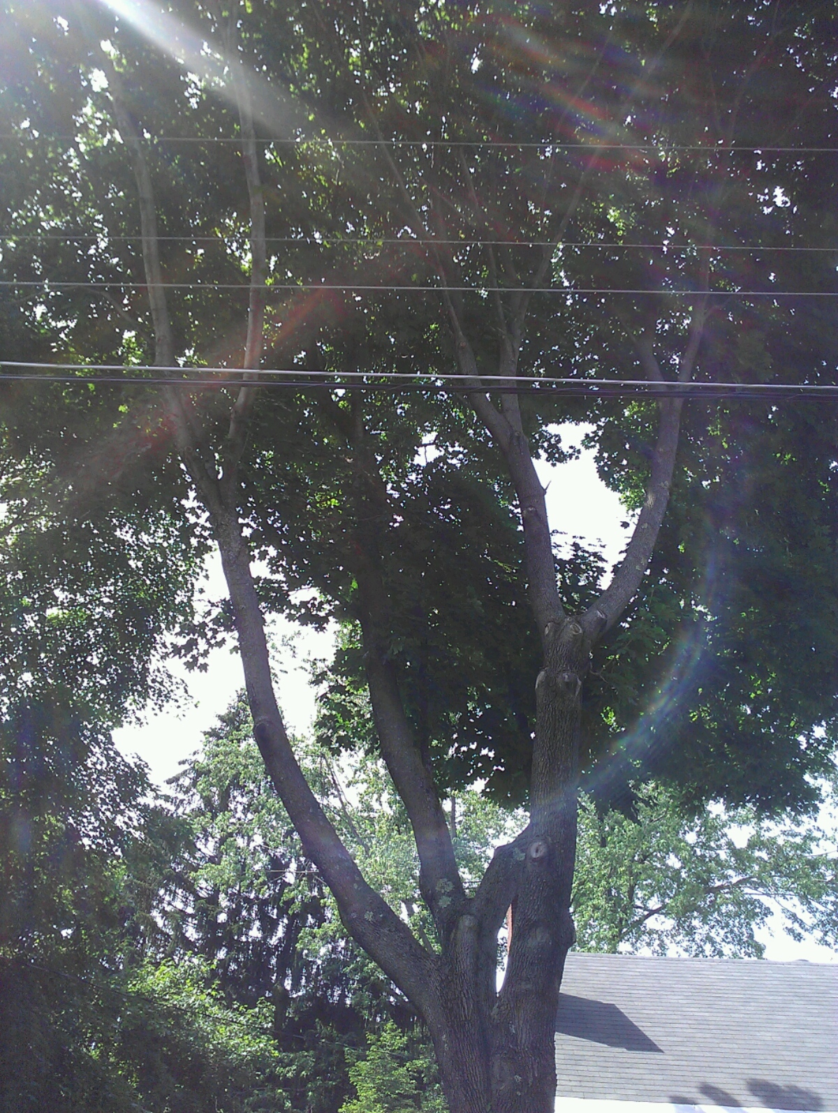 WHS AP Bio 2012: Crowley: Plant using either wind or water for seed ...