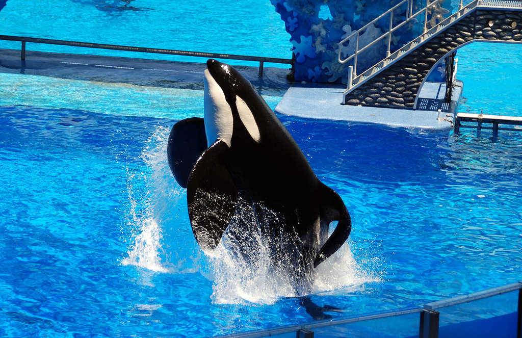 Planet Ocean: Tilikum's Capture Date & Location, Revealed
