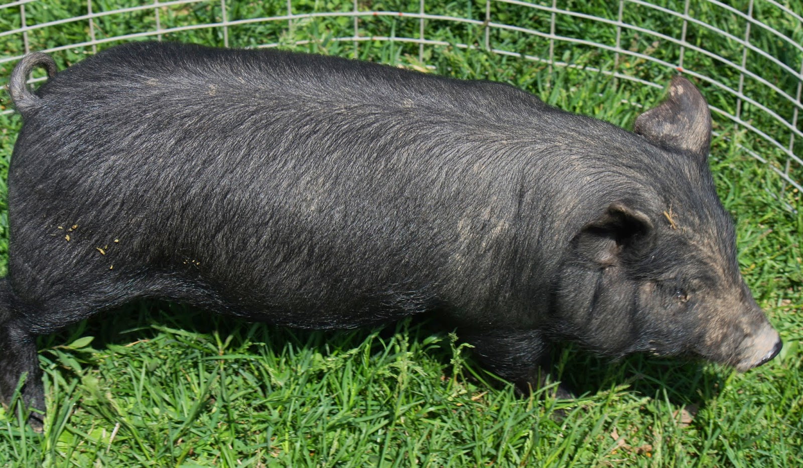 Providence Heritage Farm: Guinea Hogs for Sale!