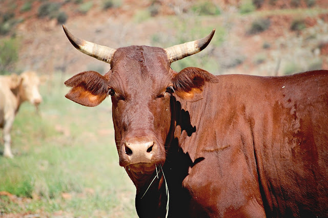 A Feathered Nest: Trying to get back in the game...