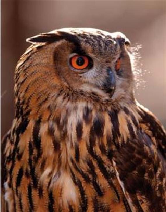 Turismo Abaurrea: El Buho real